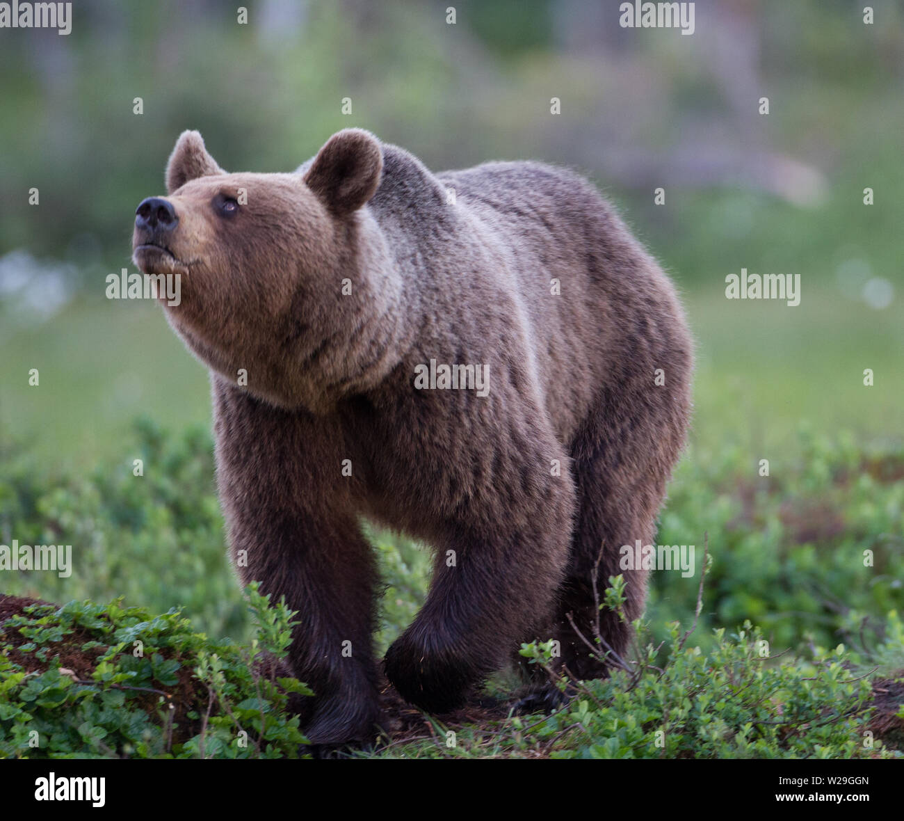 Densely wooded area with clearing hi-res stock photography and images ...