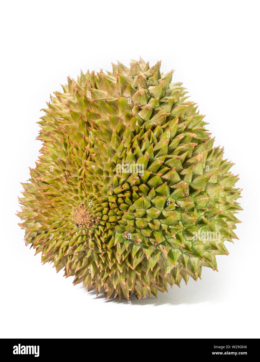 durian fruits on white background Stock Photo - Alamy