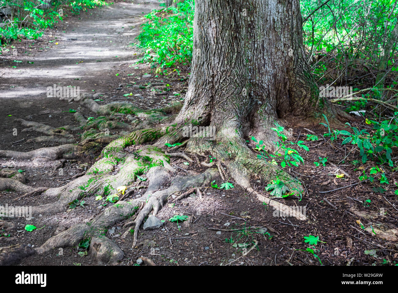 Hiking trail with tree roots in the forest hi-res stock photography and ...