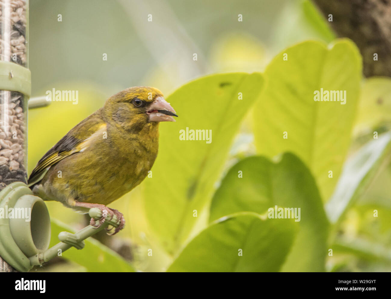 Greenfinch, Wild bird perched in the sunshine in a British Garden in ...