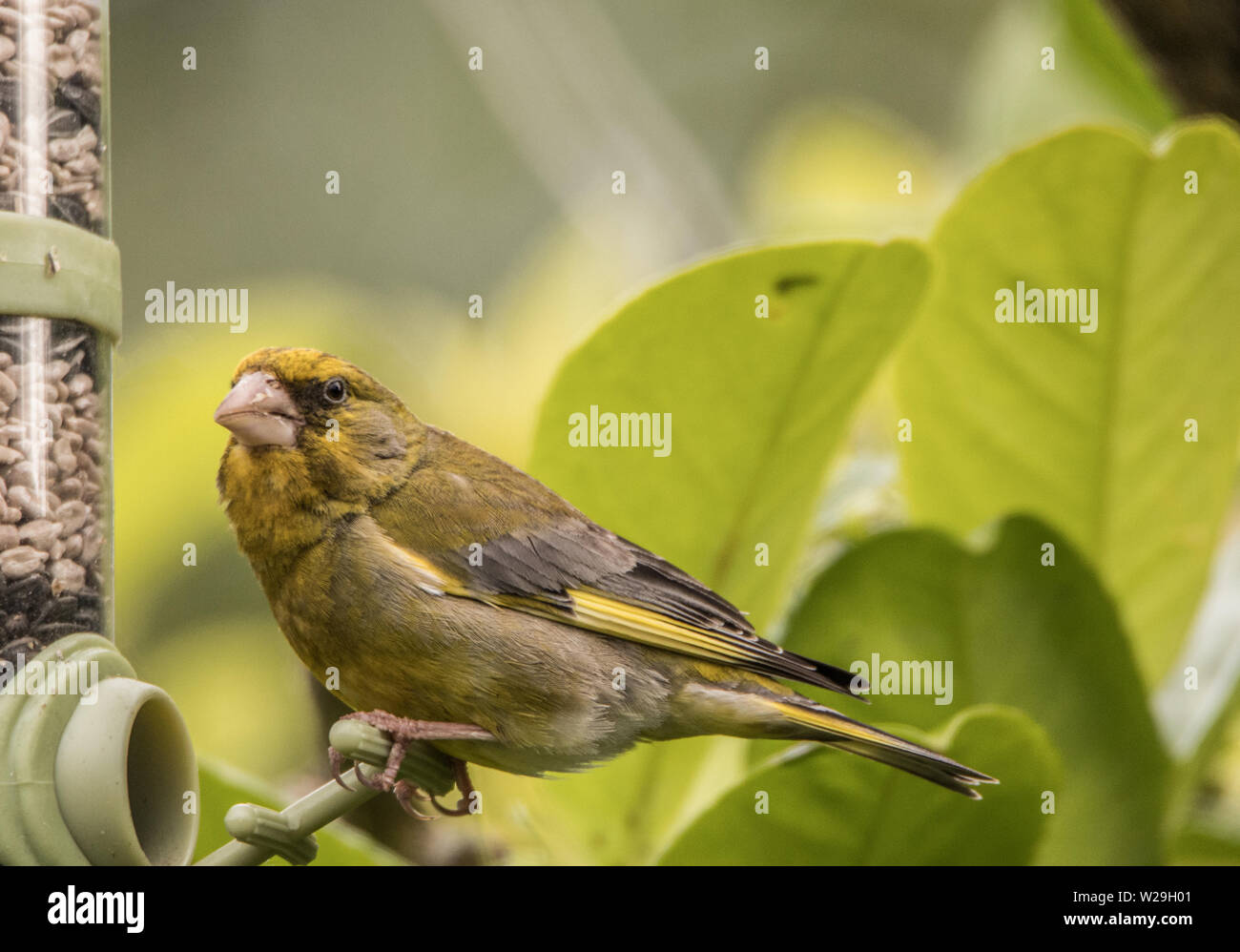 Spring british bird hi-res stock photography and images - Alamy