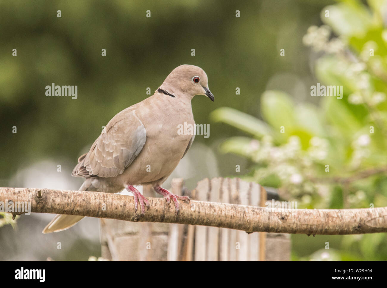 Collared dove feathers hi-res stock photography and images - Alamy