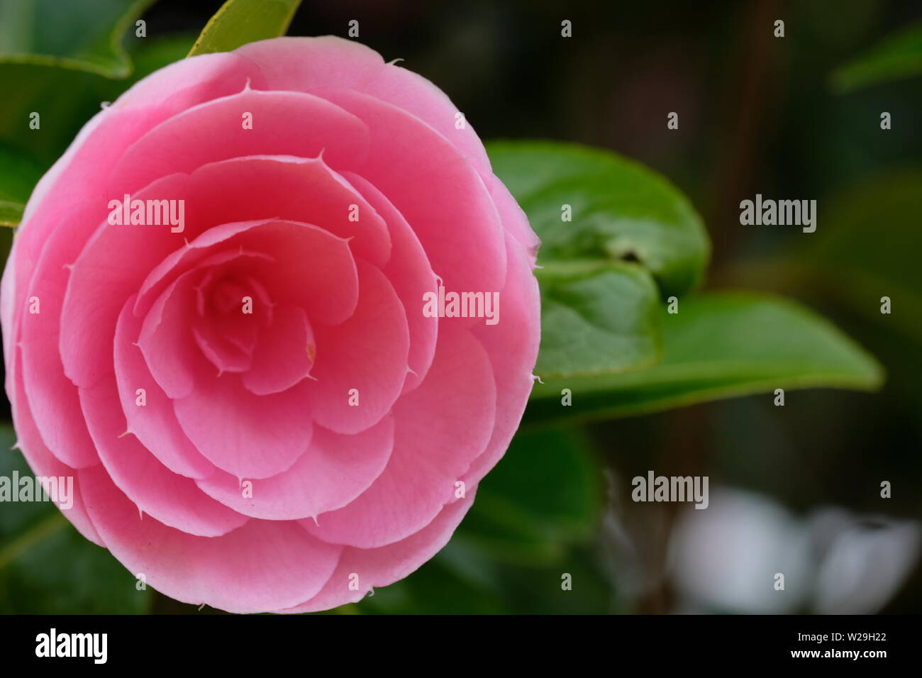 One pink flower and leaves hi-res stock photography and images - Alamy