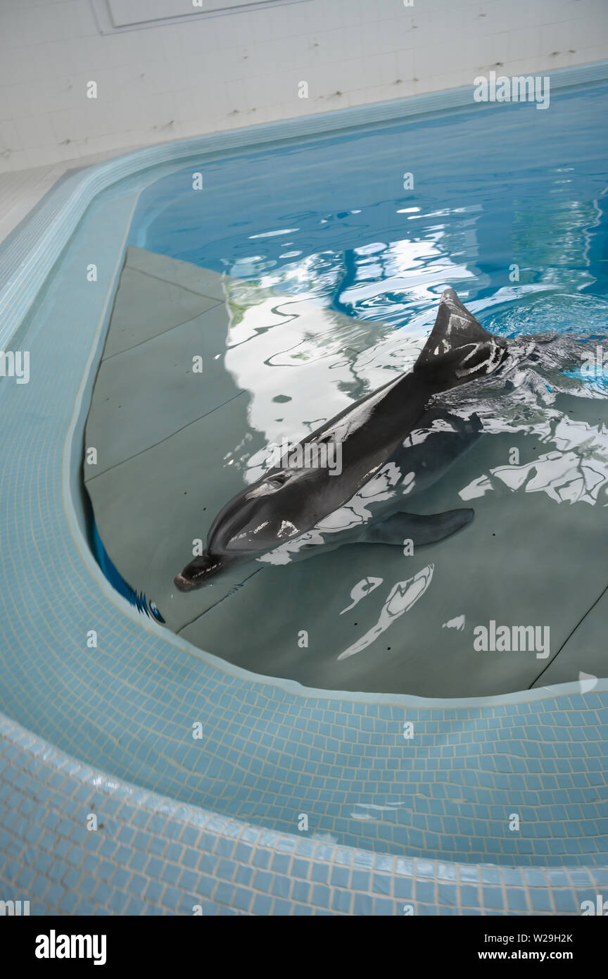 Bottle-nosed dolphin poses in the pool sea water. positive emotions ...