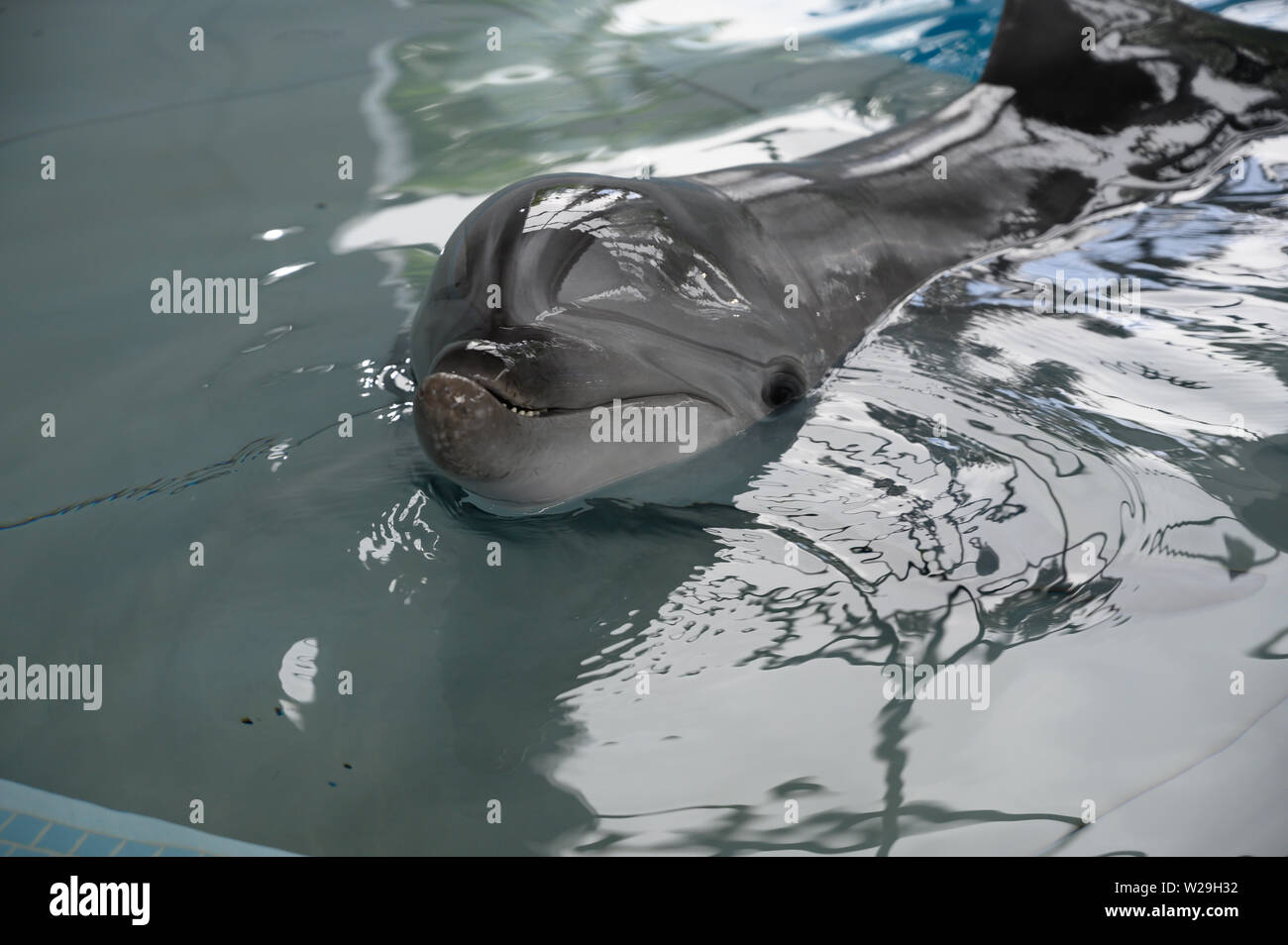 Bottle-nosed dolphin poses in the pool sea water. positive emotions ...