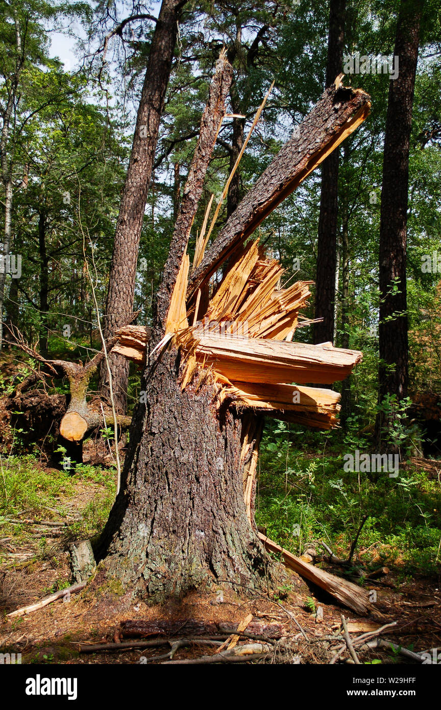 Unroot hi-res stock photography and images - Alamy