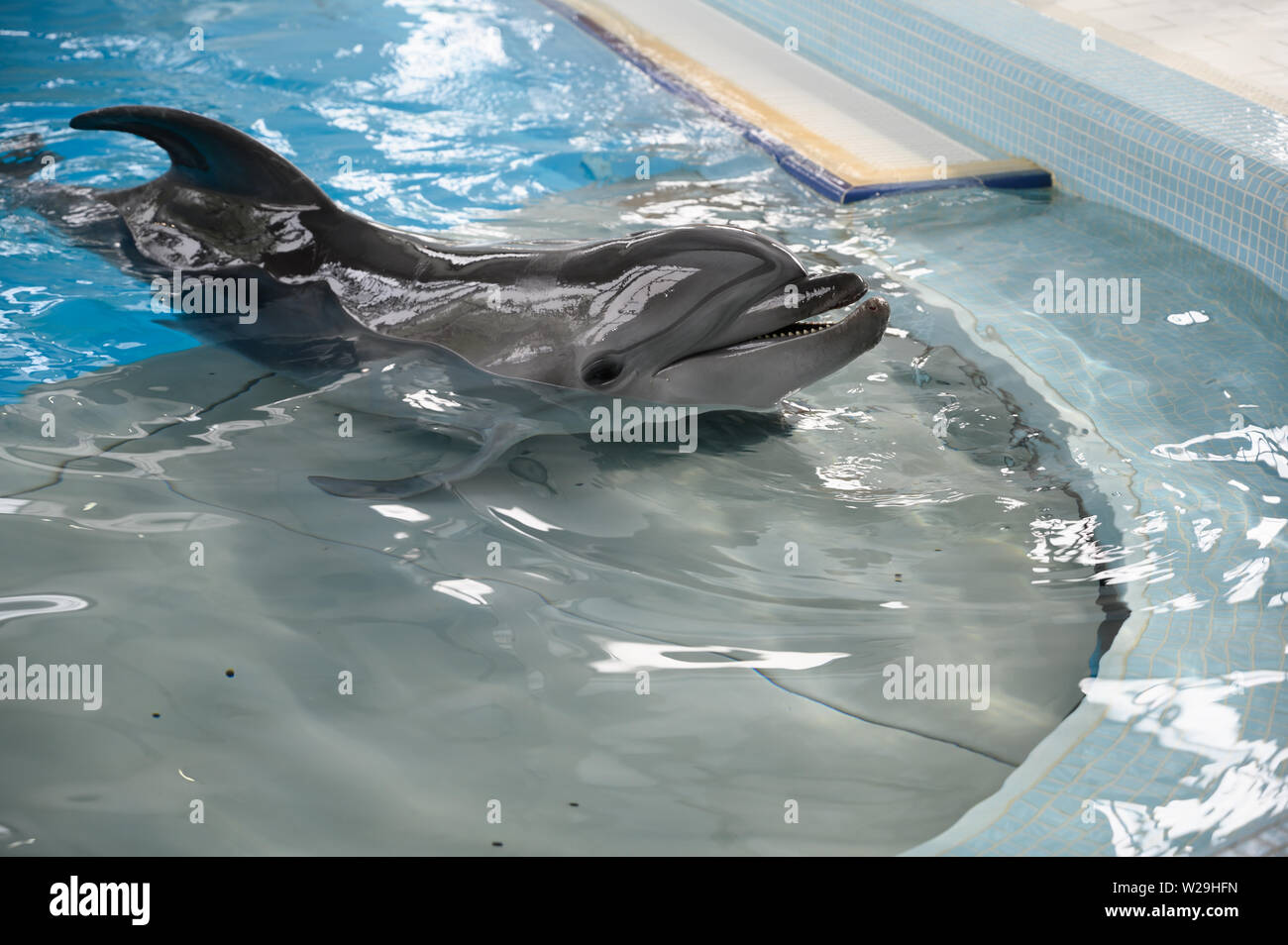 Bottle-nosed dolphin poses in the pool sea water. positive emotions ...