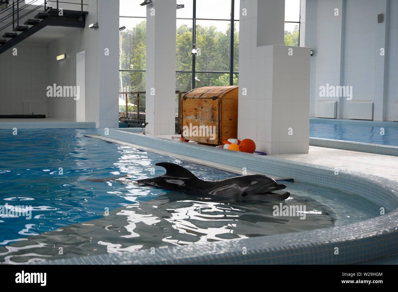 Bottle-nosed dolphin poses in the pool sea water. positive emotions ...