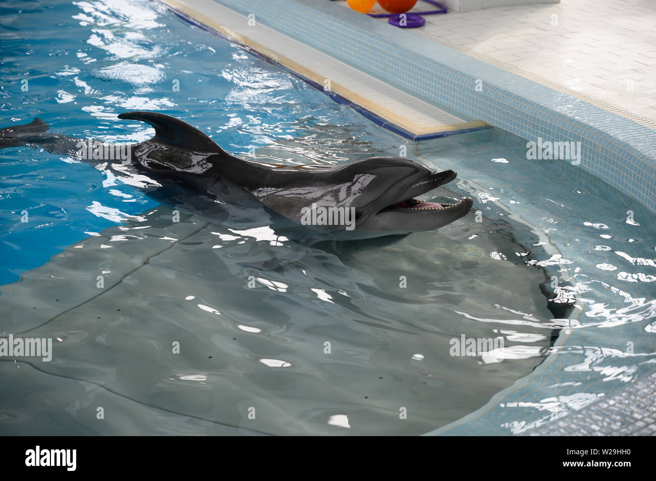 Bottle-nosed dolphin poses in the pool sea water. positive emotions ...