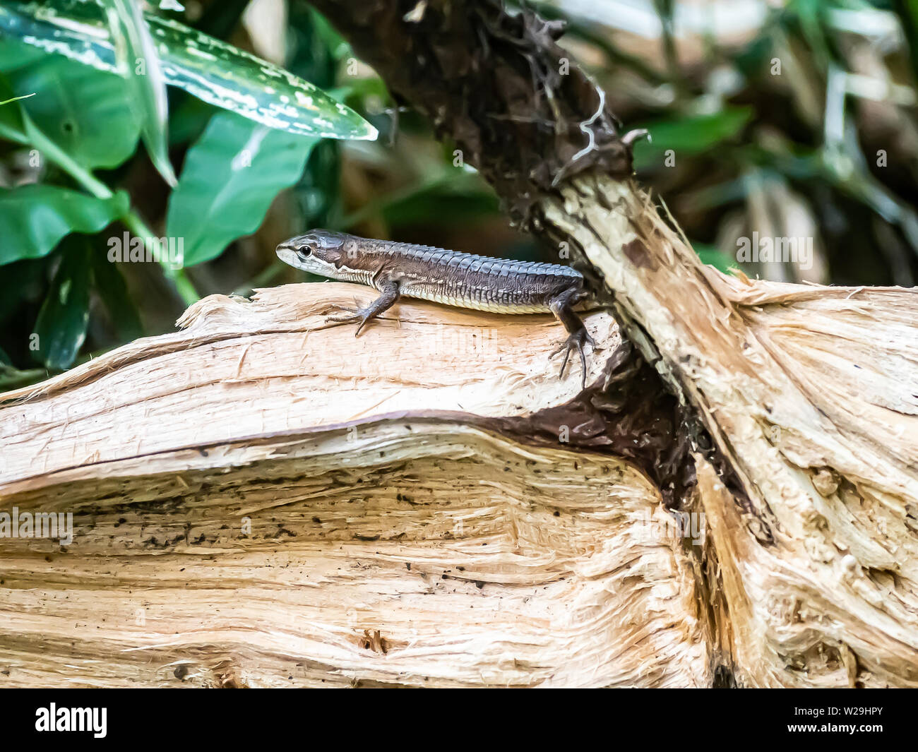 A Japanese grass lizard, Takydromus tachydromoides, rests on a log in a ...