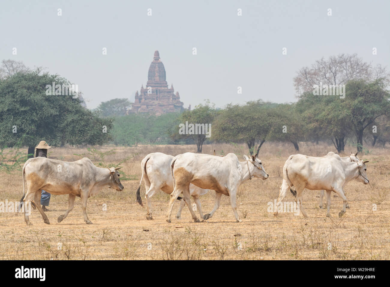 Herd of cattle walking through the dry field with temples and pagodas ...