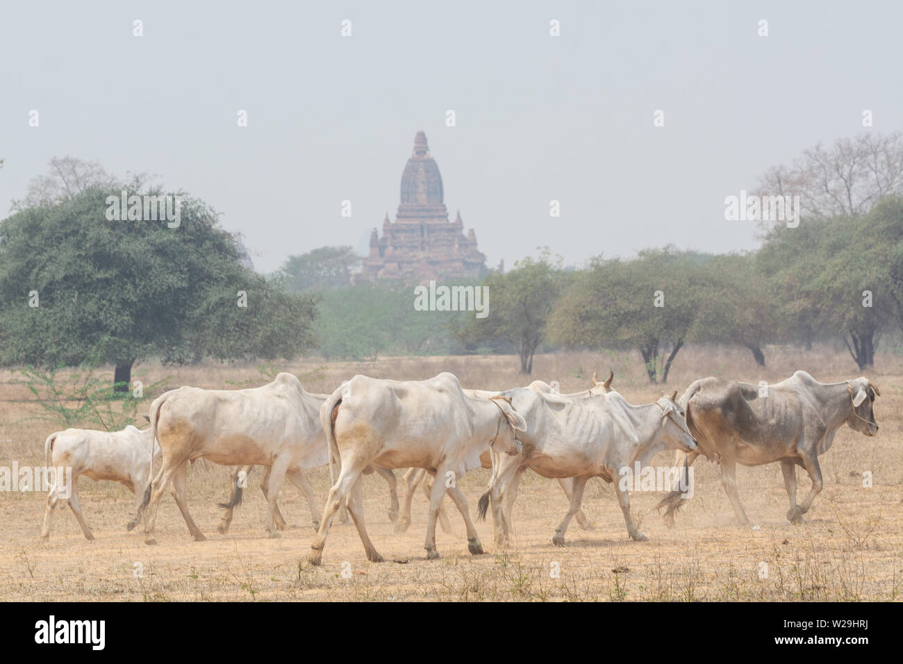 Herd of cattle walking through the dry field with temples and pagodas ...