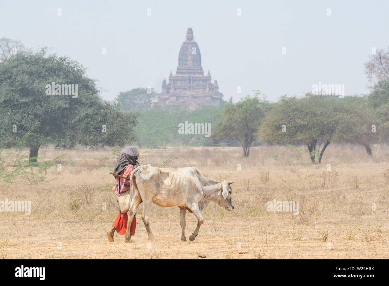 Shepherd grazing a gaunt cow through the dry field with temples and ...
