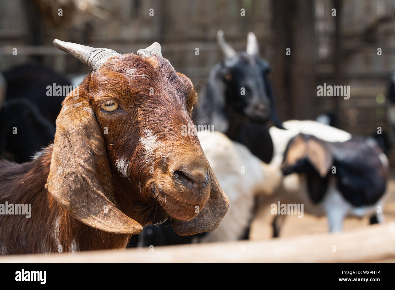 Rustic goat hi-res stock photography and images - Alamy