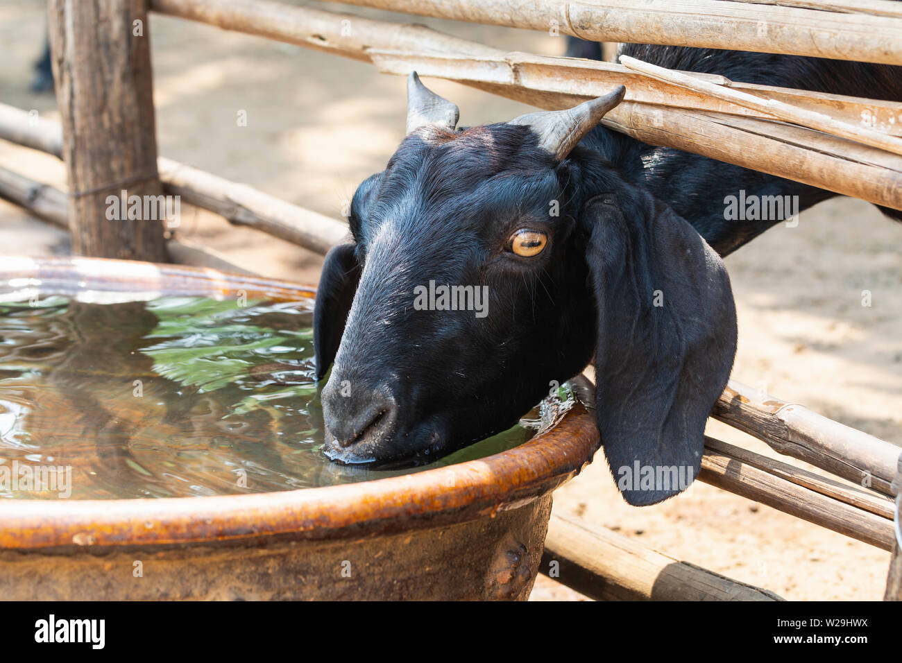 Black goat drinking water from the big clay barrel in Bagan village ...