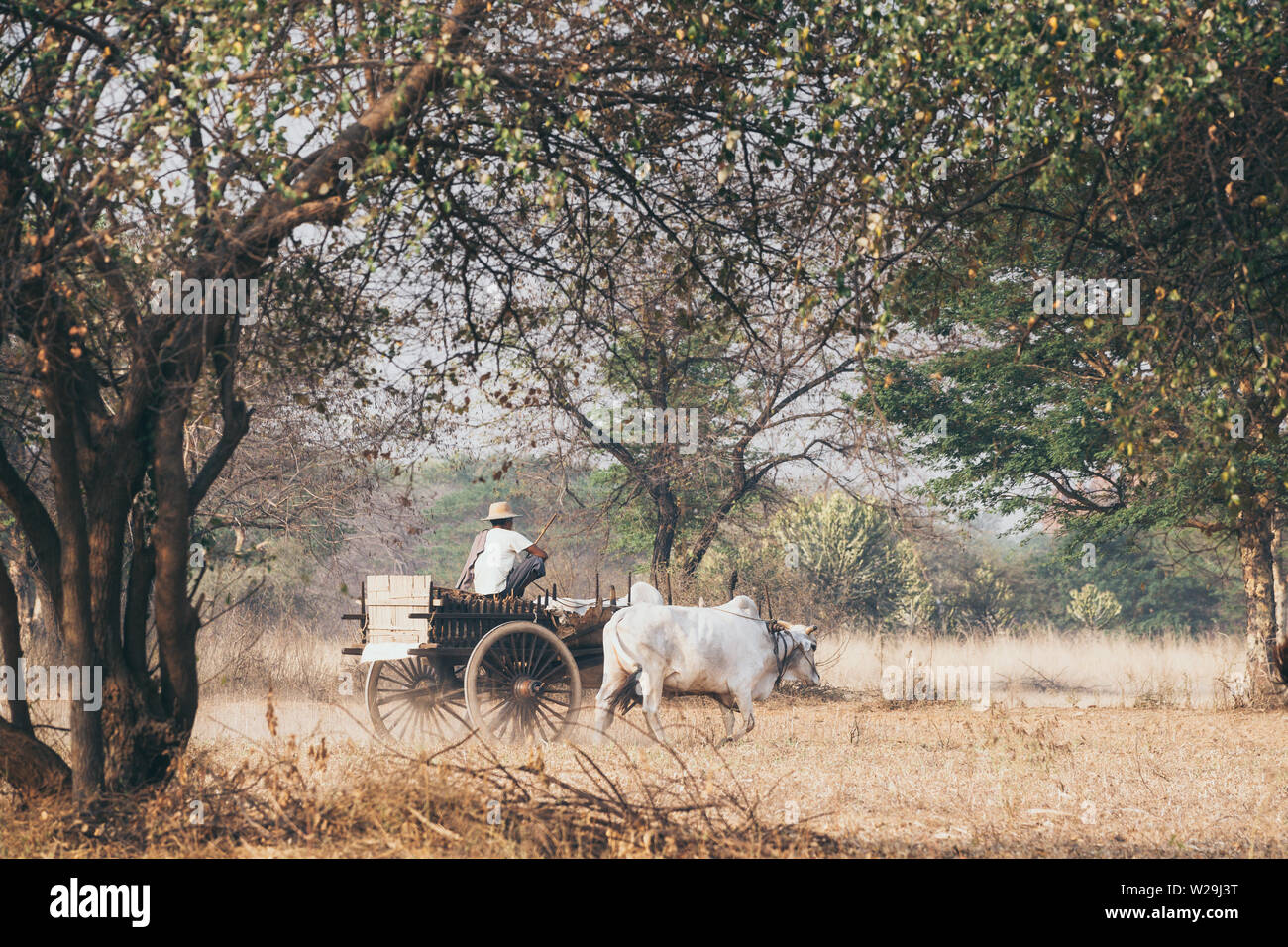 Man riding old wooden cart driven by a white buffalo in the rural area ...