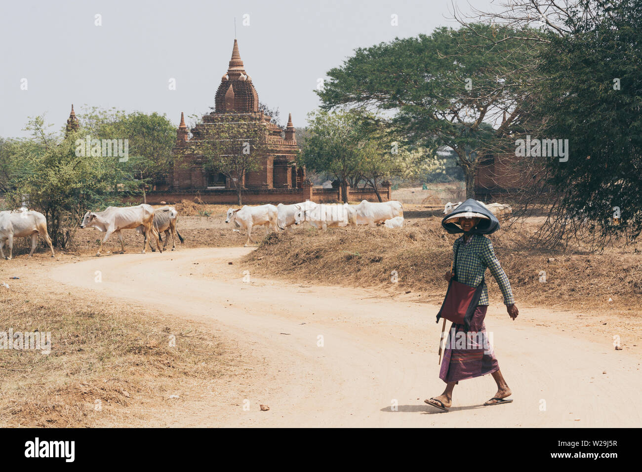 Bagan, Myanmar - March 2019: Shepherd grazing a gaunt cow through the ...