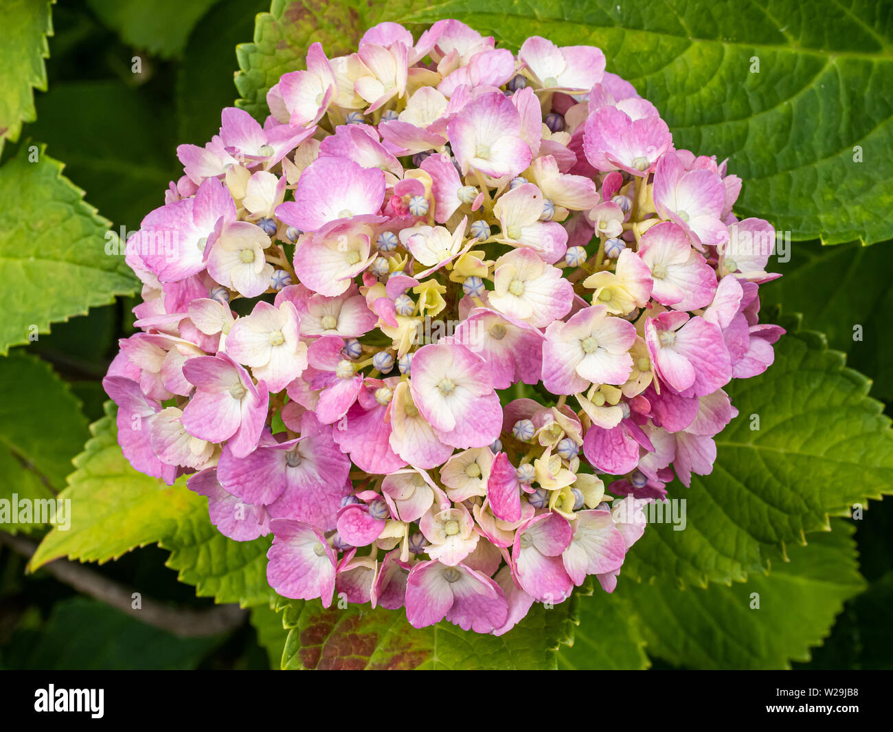Hydrangea japan forest hi-res stock photography and images - Alamy