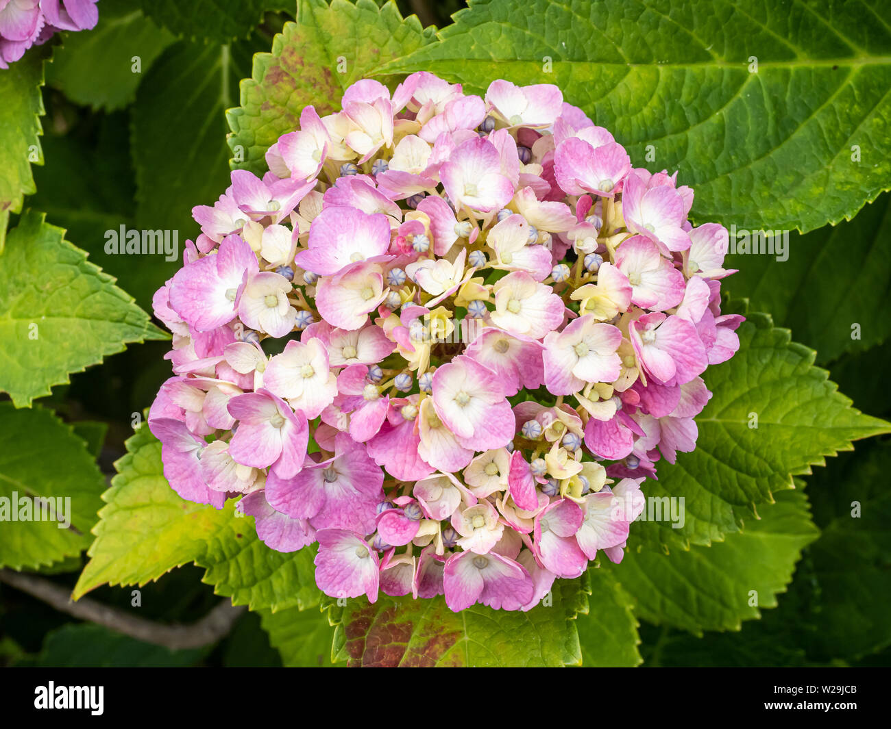 Hydrangea japan forest hi-res stock photography and images - Alamy