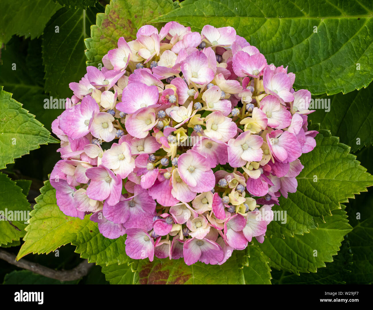 Hydrangea japan forest hi-res stock photography and images - Alamy