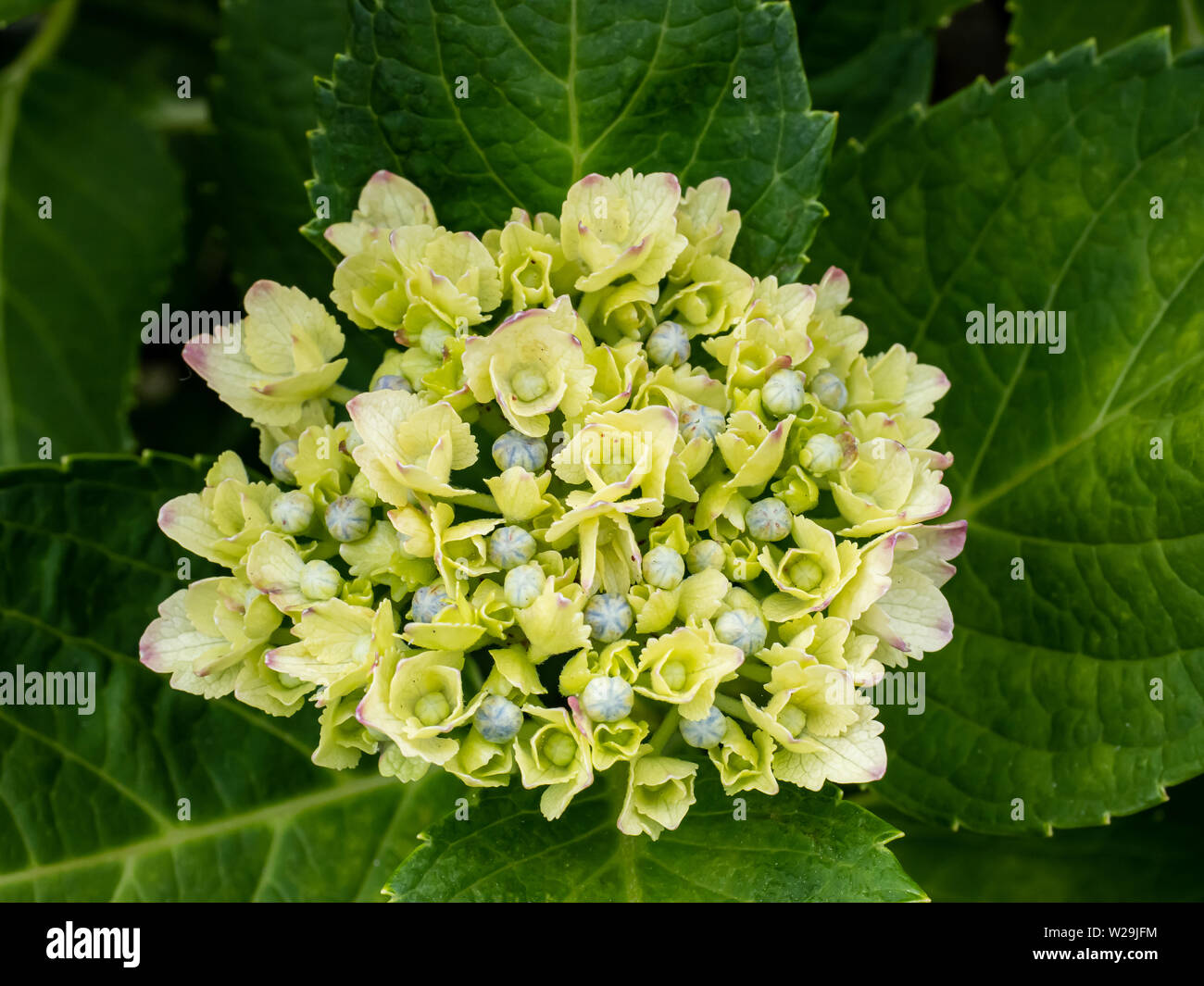 Hydrangea japan forest hi-res stock photography and images - Alamy