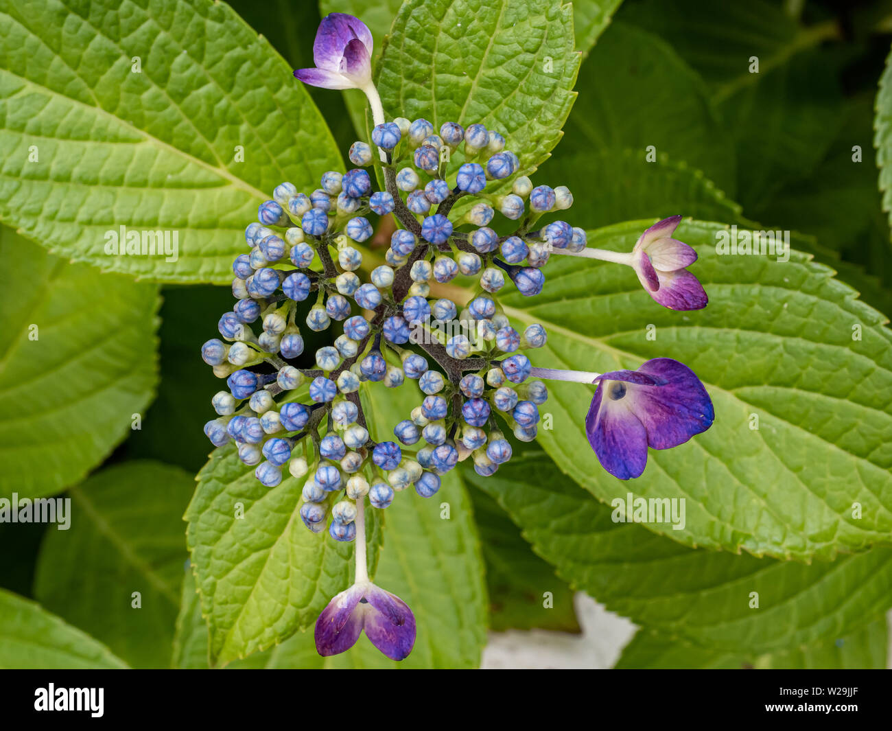 Dark blue hydrangeas starting to bloom along a walking path in central ...