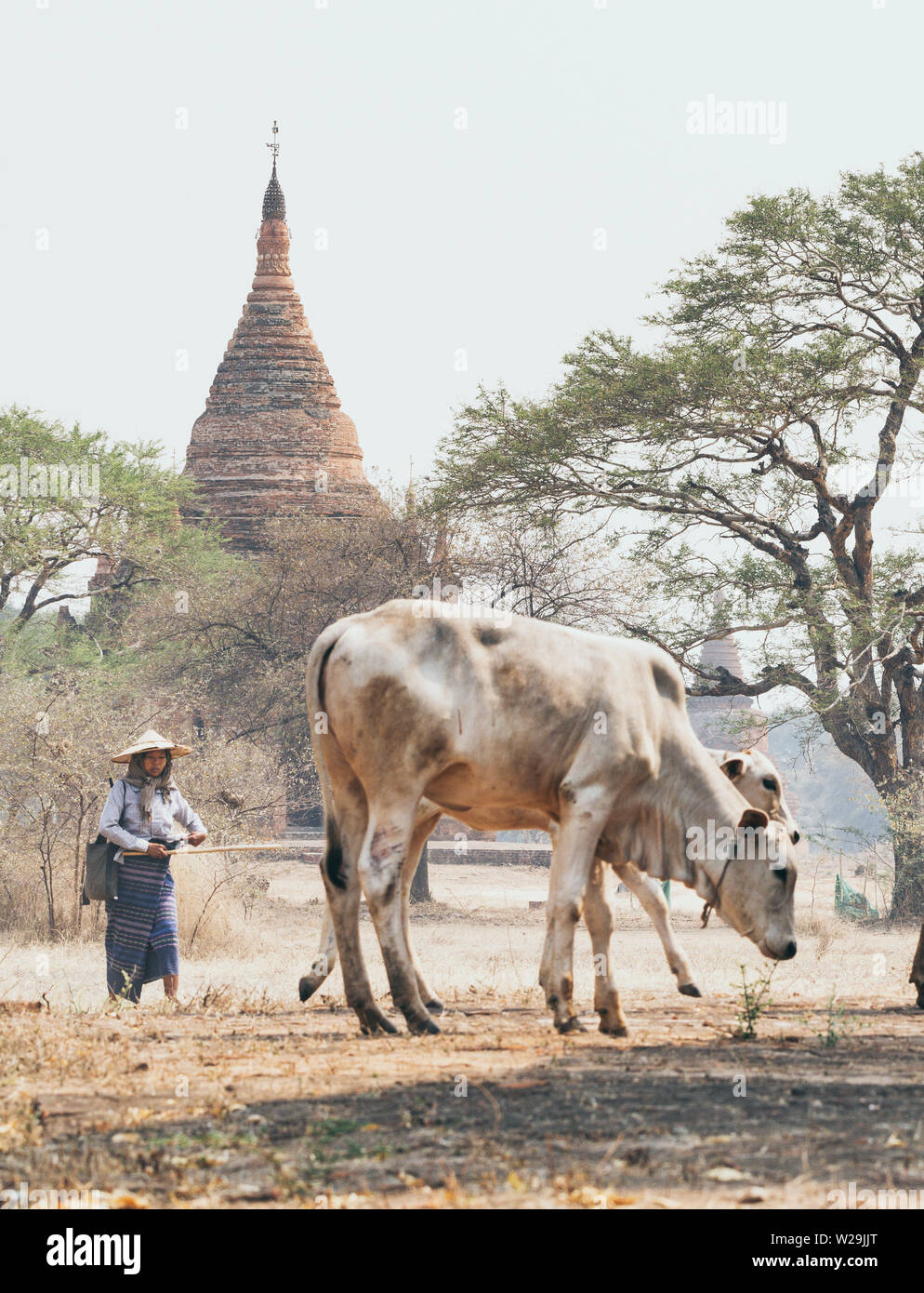 Bagan, Myanmar - March 2019: Shepherd grazing a gaunt cow through the ...