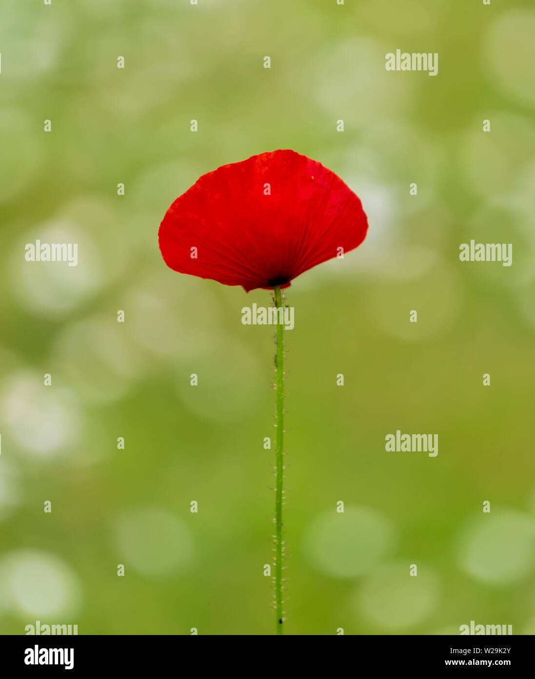 Purple poppy remembrance hi-res stock photography and images - Alamy