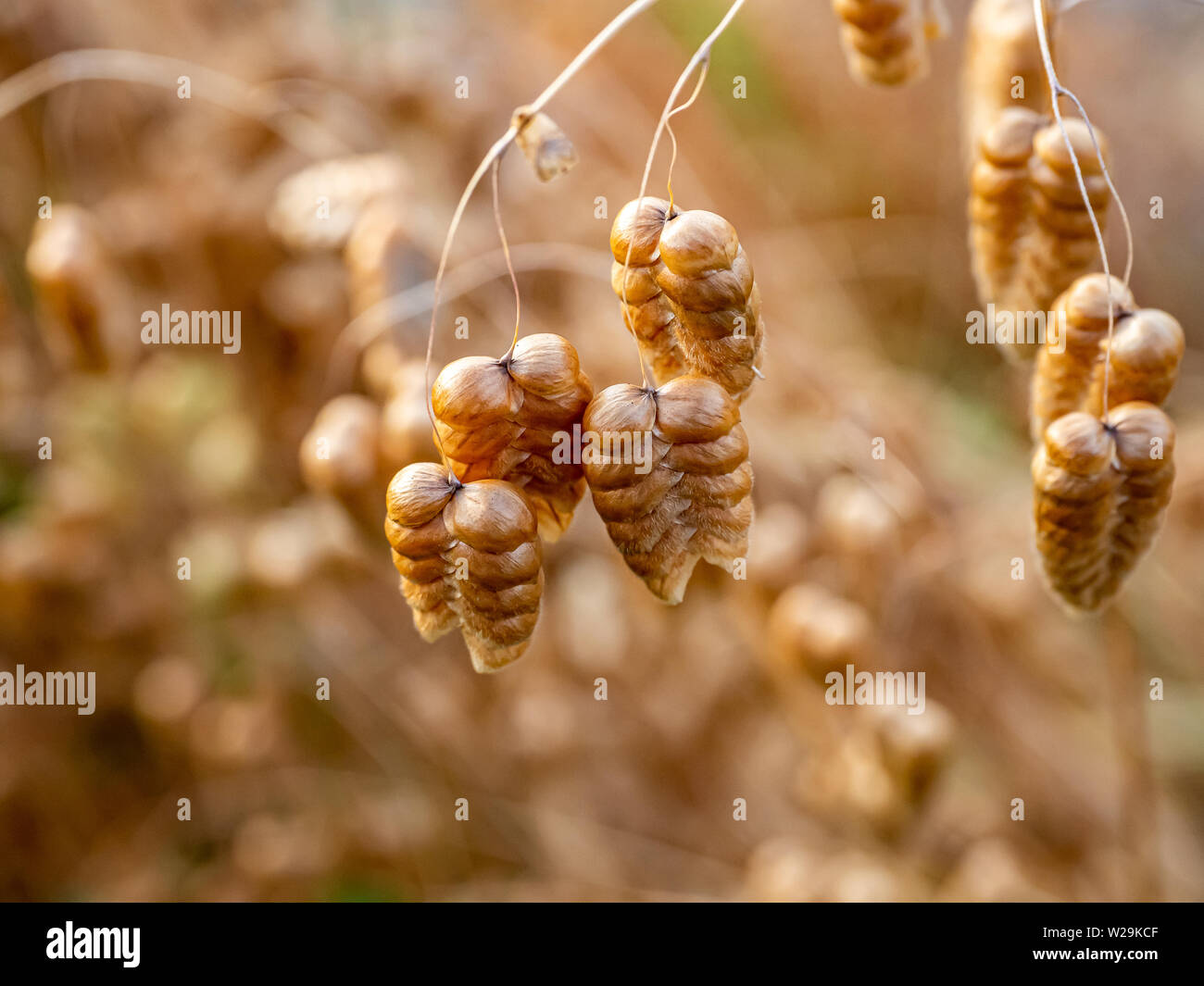 a cluster of brown greater quaking grass pods, briza maxima, hang along ...