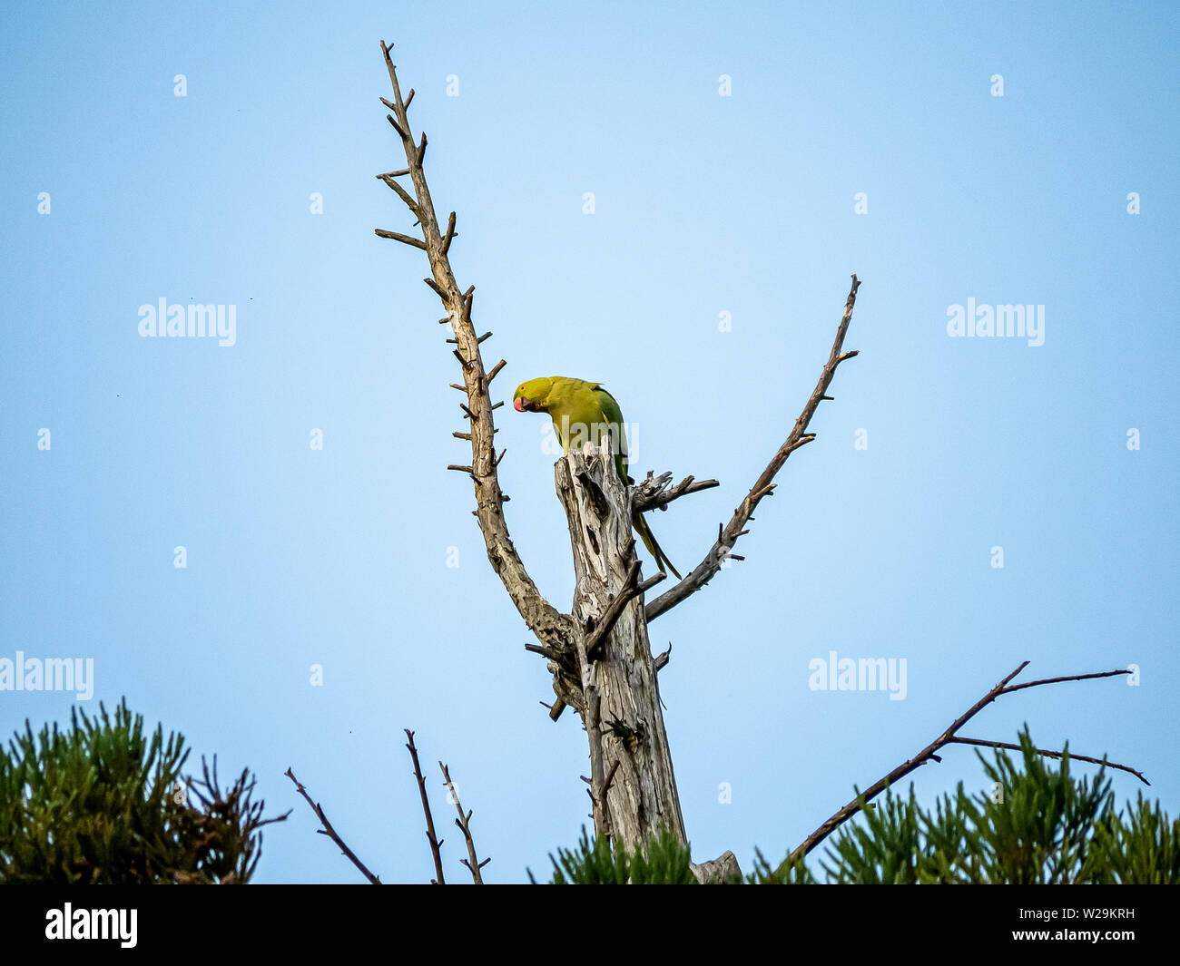 Japanese red parrot hi-res stock photography and images - Alamy