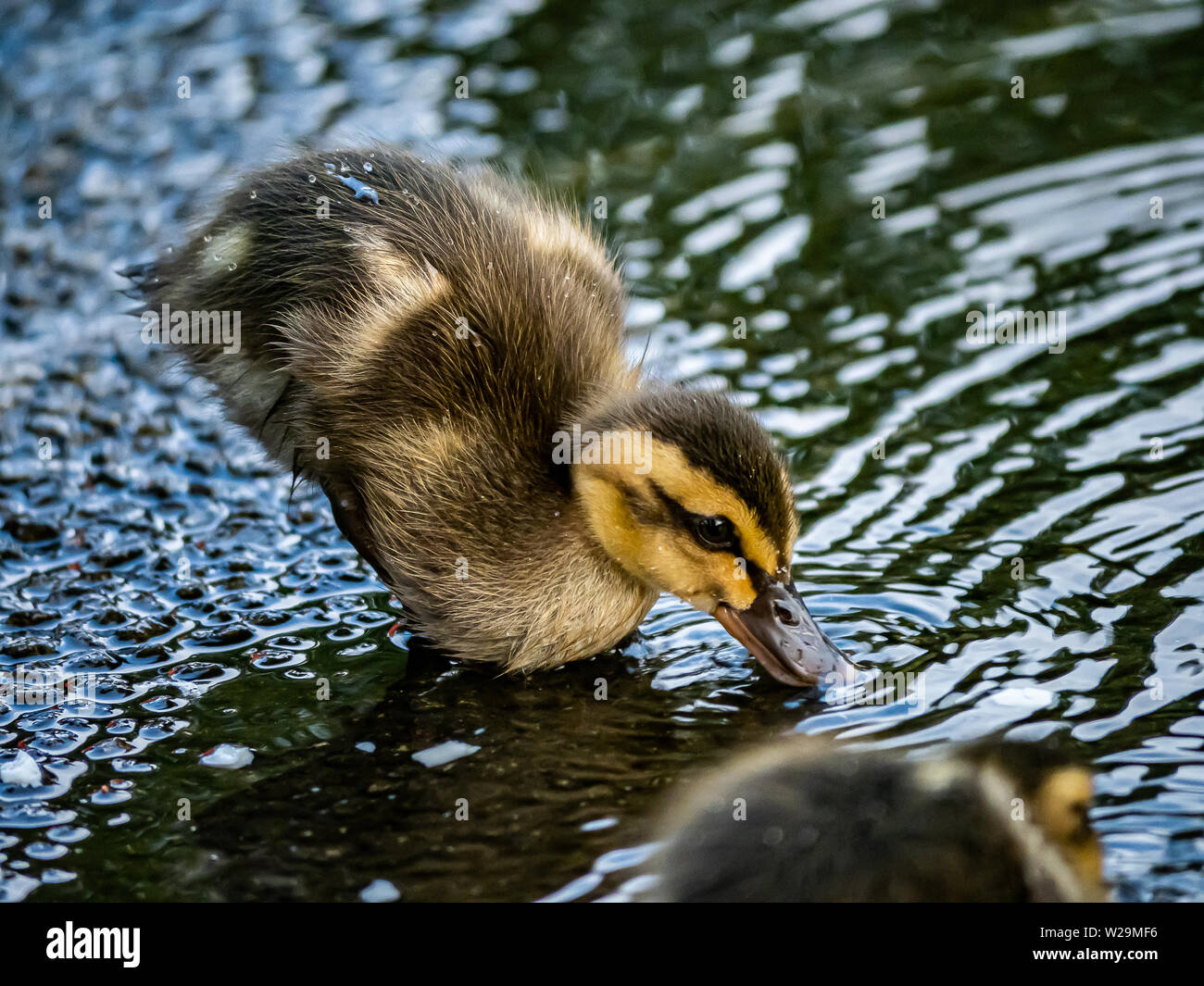 Waddles High Resolution Stock Photography and Images - Alamy