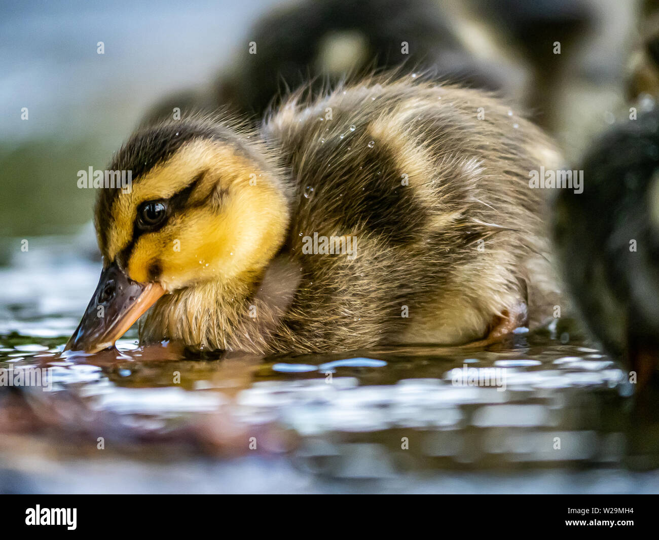 Waddles High Resolution Stock Photography and Images - Alamy