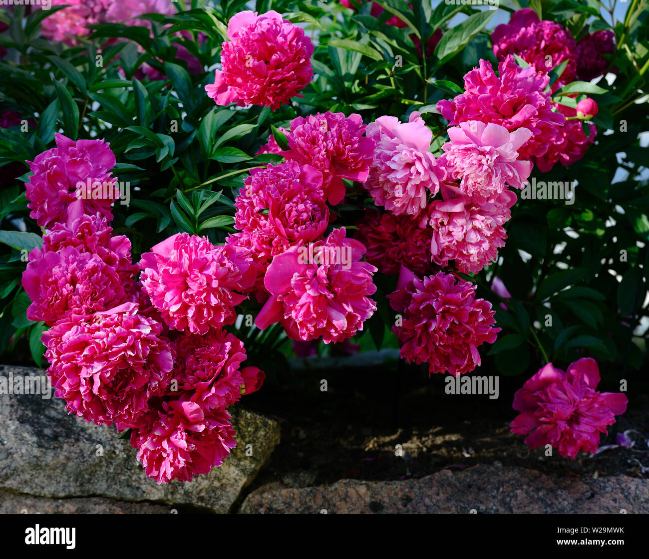 Violet pink peonies hi-res stock photography and images - Alamy