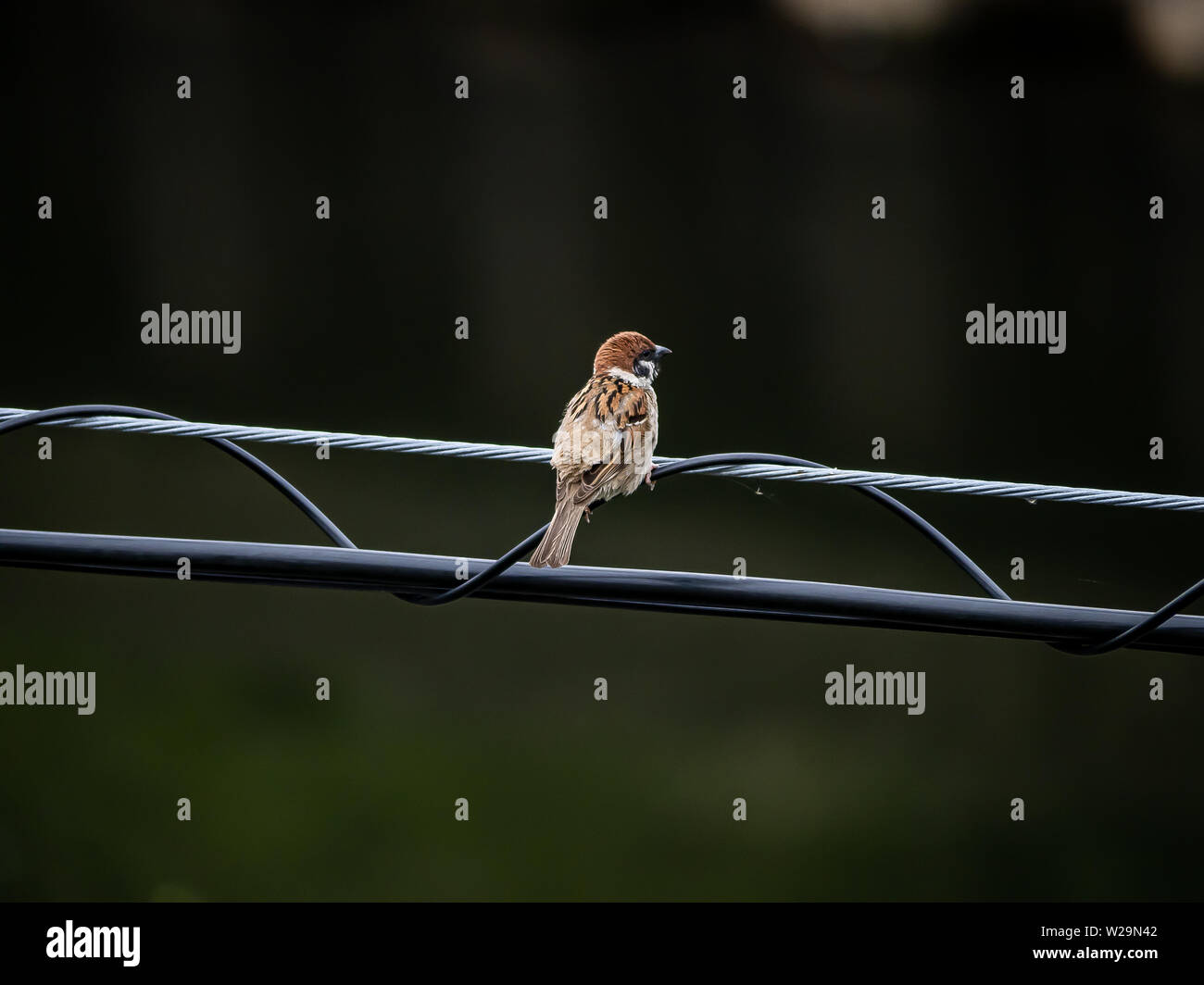 Eurasian tree sparrow, passer montanus, perches on a power line in ...