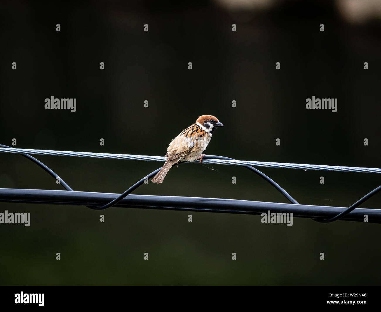 Eurasian tree sparrow, passer montanus, perches on a power line in ...