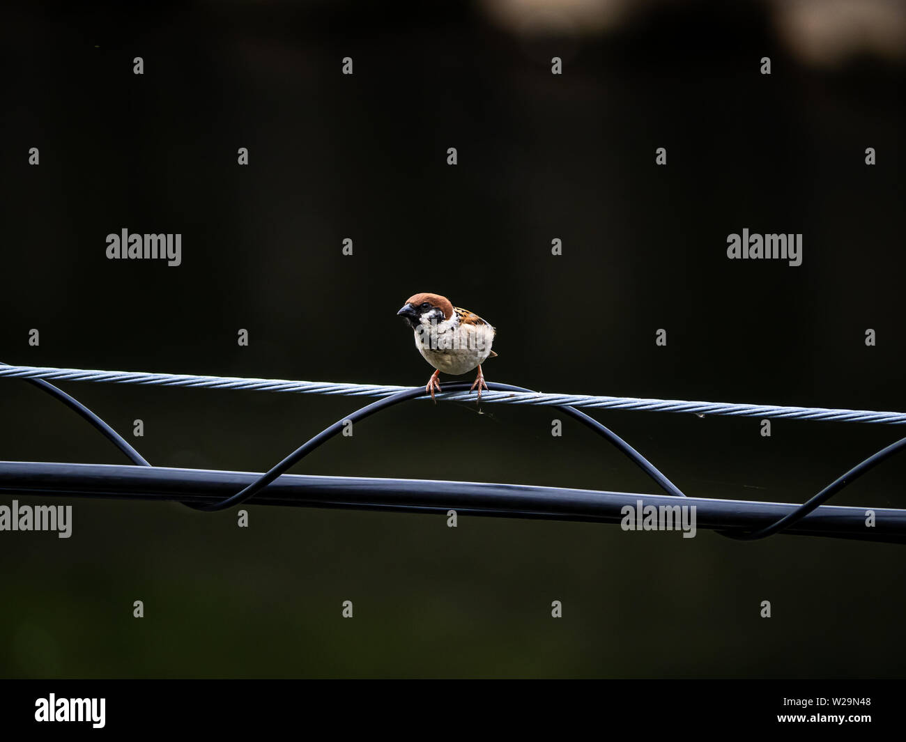 Eurasian tree sparrow on wire hi-res stock photography and images - Alamy