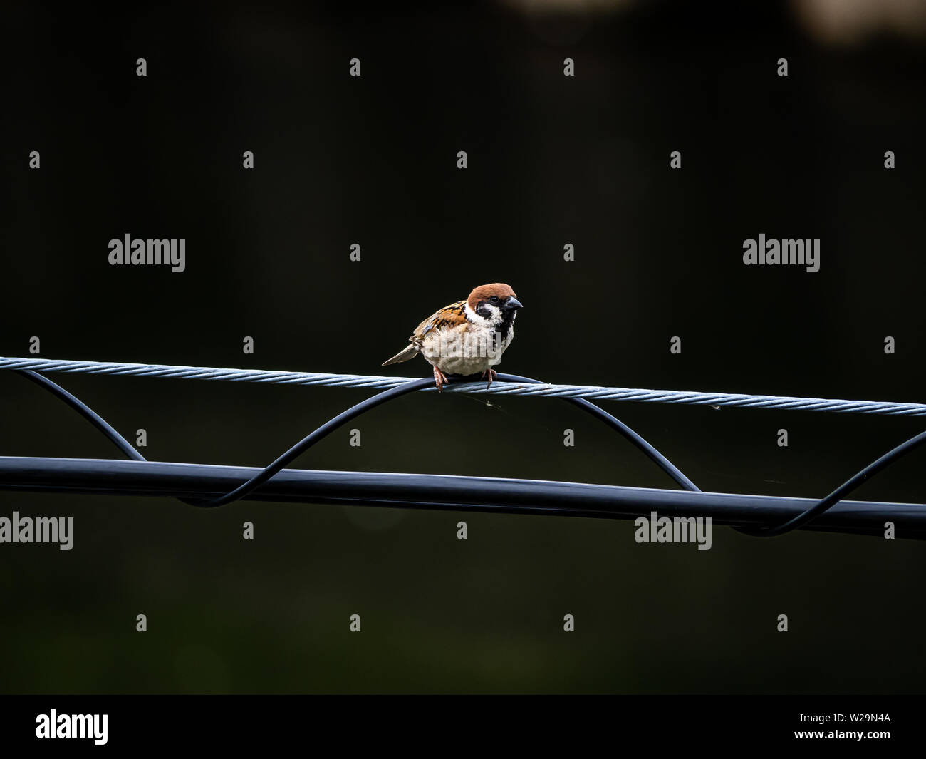 Eurasian tree sparrow, passer montanus, perches on a power line in ...