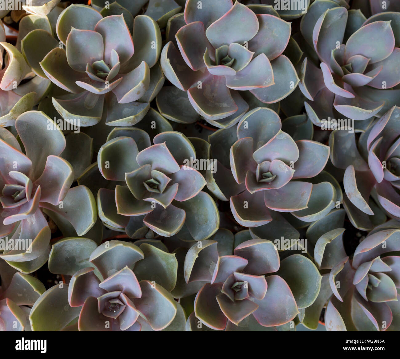 Succulent plant, flowers, background Stock Photo - Alamy