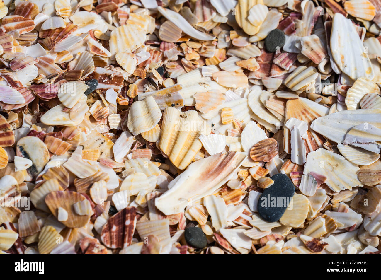 Shell covered Fenella Beach in Peel, Isle of Man.Natural background ...