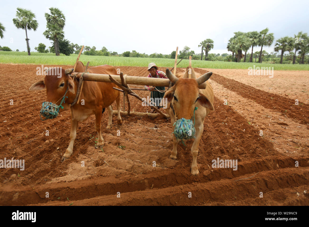 Magway, Myanmar. 7th July, 2019. A man plows sesame fields in ...