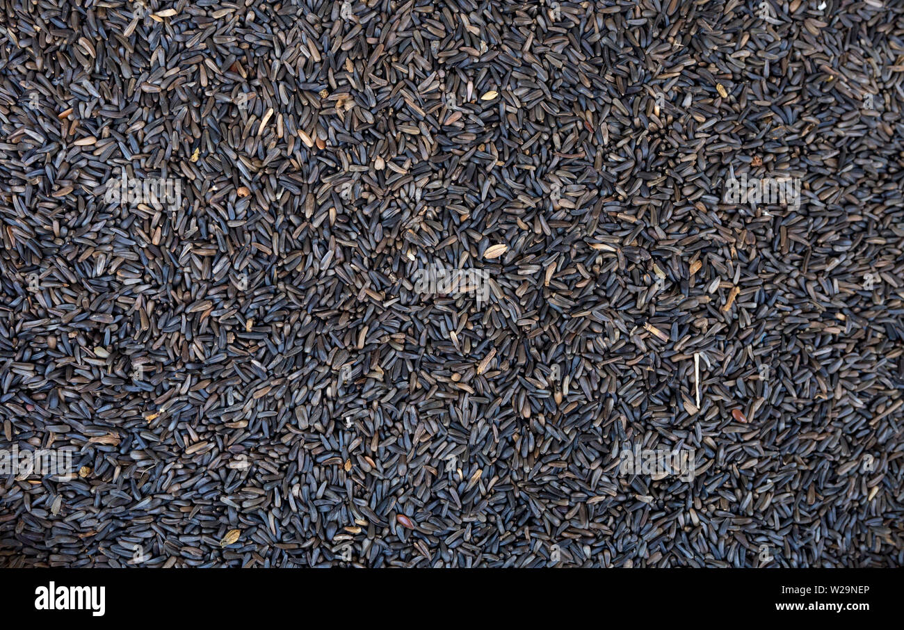 Birdseed plant hi-res stock photography and images - Alamy