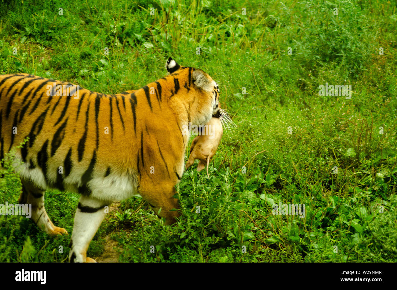 A Tiger gnawing on meat Stock Photo - Alamy