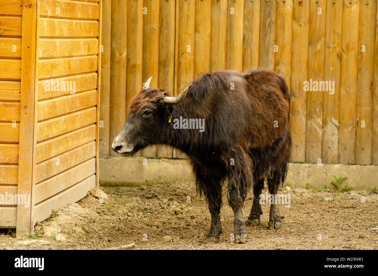 The wild water buffalo with white egret. ( Bubalus arnee), also called ...