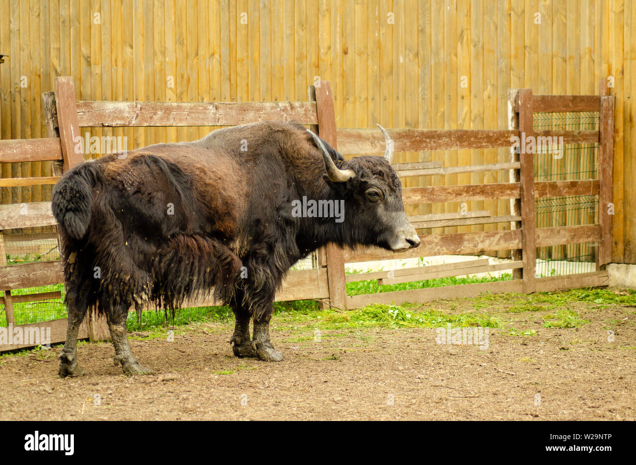 The wild water buffalo with white egret. ( Bubalus arnee), also called ...