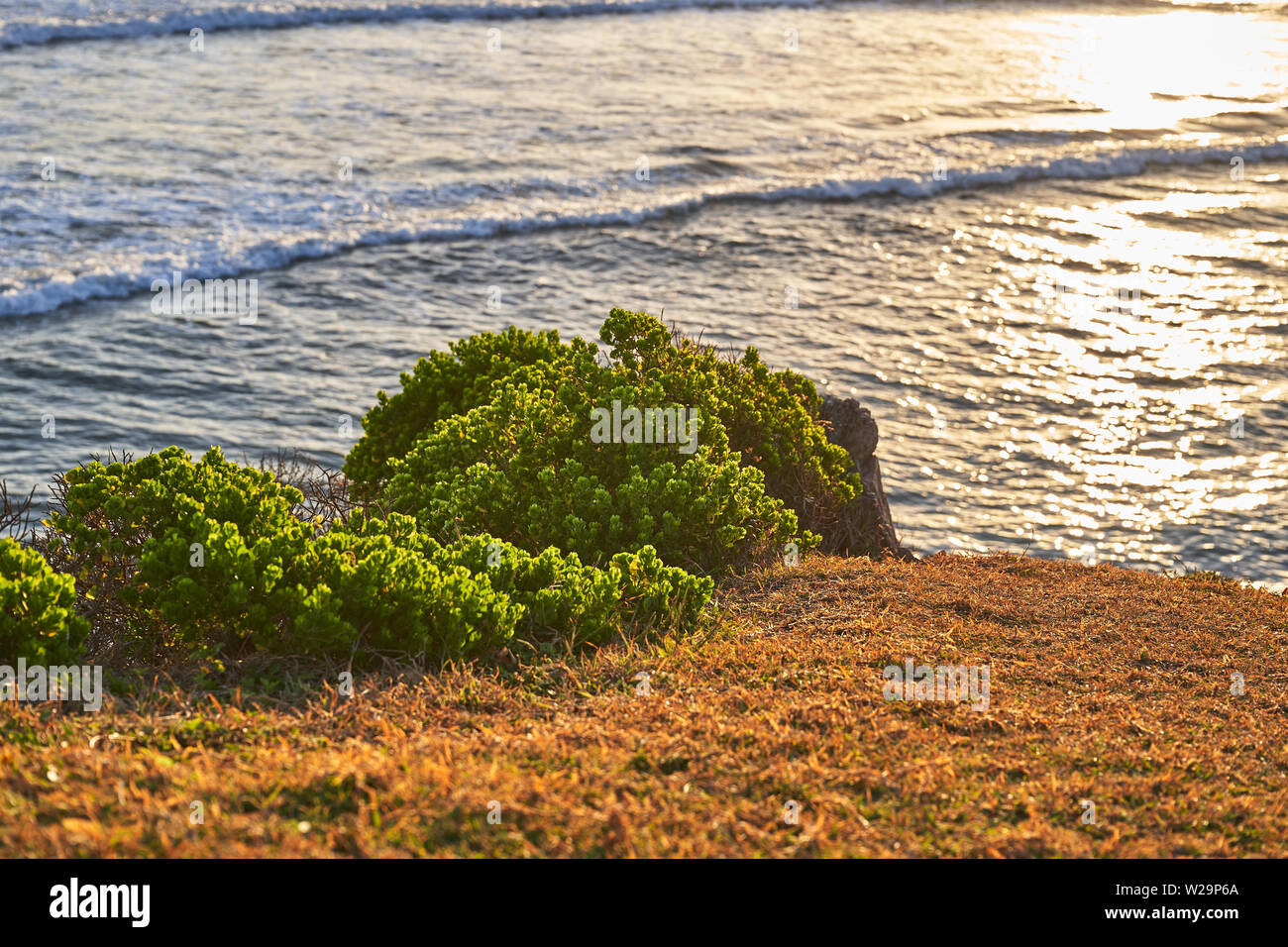 Grass and low bushes on the coast against the ocean. Pacific landscape ...