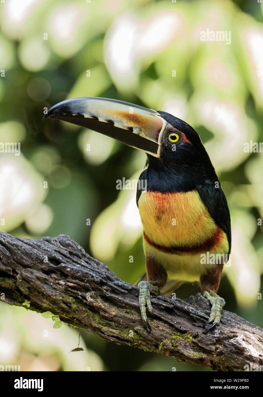 Costa rica collared aracari hi-res stock photography and images - Alamy