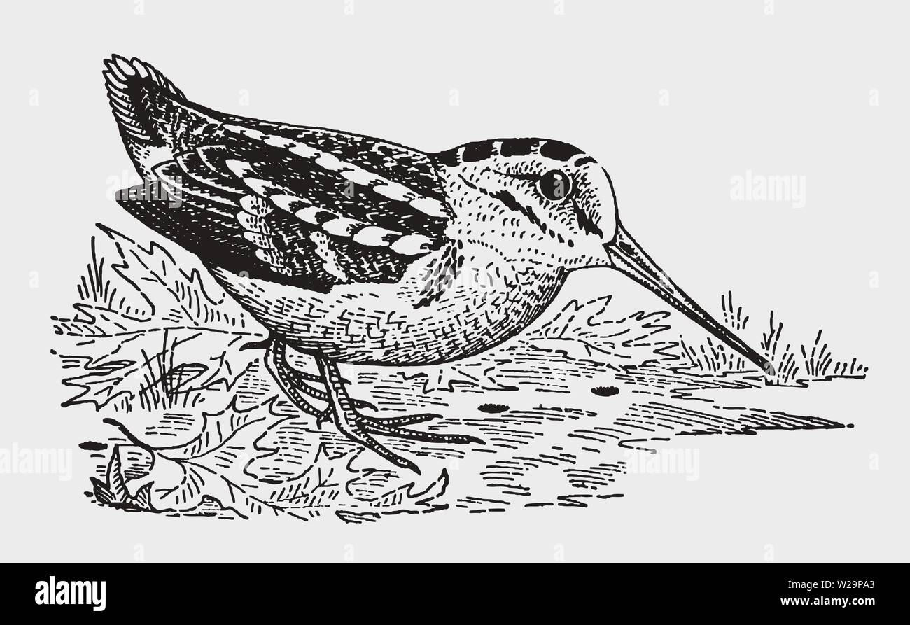 American woodcock (scolopax minor) in side view. Illustration after a ...