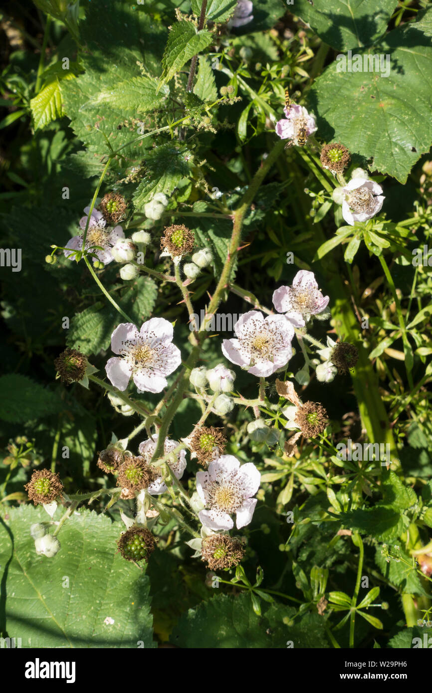 Bramble flowers in bloom Stock Photo - Alamy