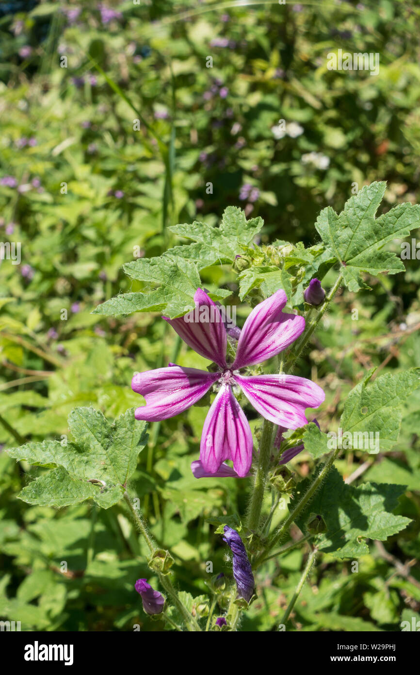 Common mallow flower Stock Photo - Alamy