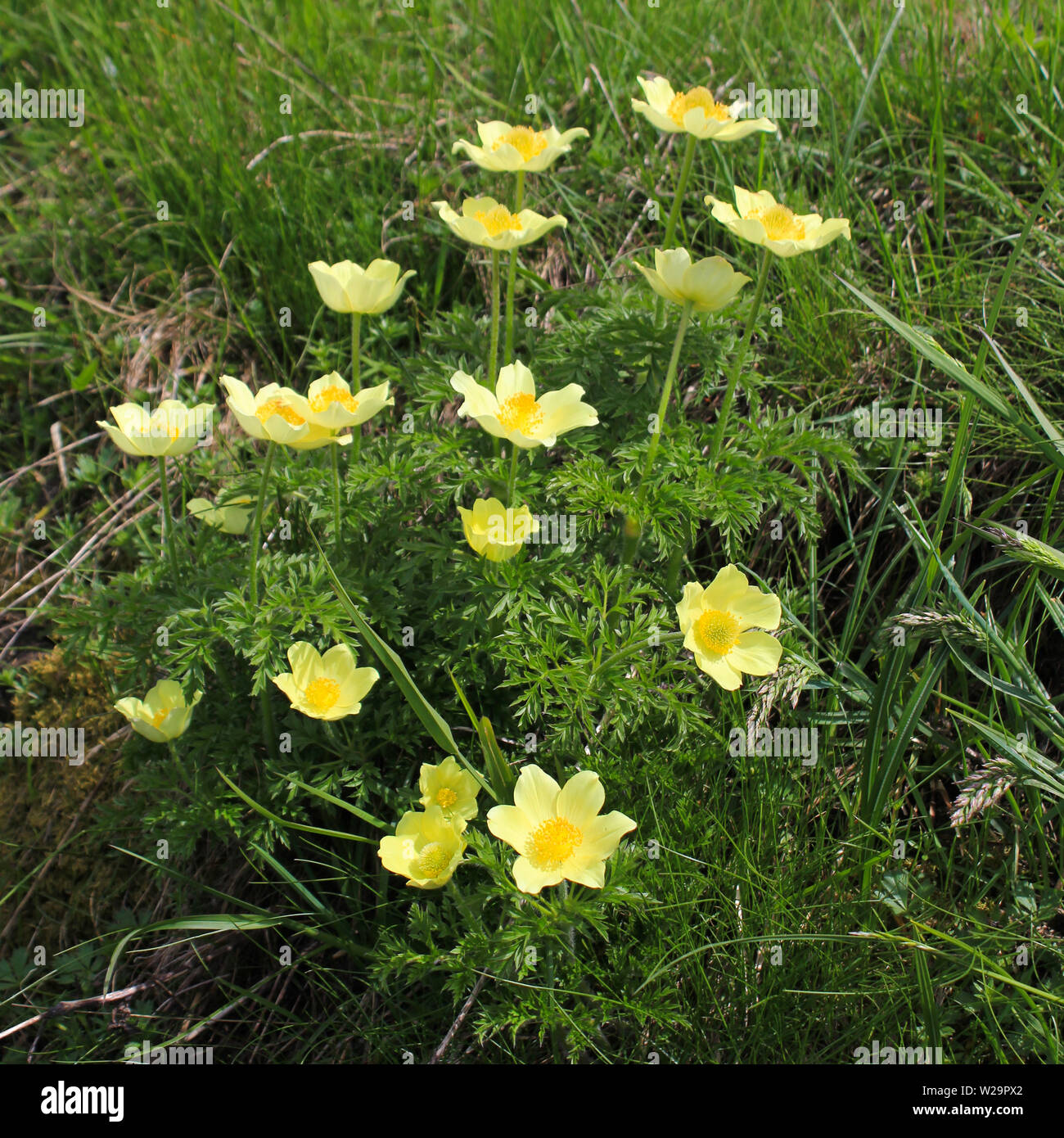 Yellow alpine anemone growing in Obermutten, Switzerland Stock Photo ...
